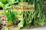 How to Prep, Cook, and Store Fresh Chives - For Dietitians